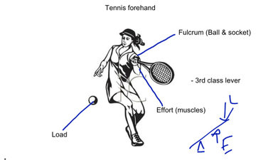 3rd Class Levers | Educreations